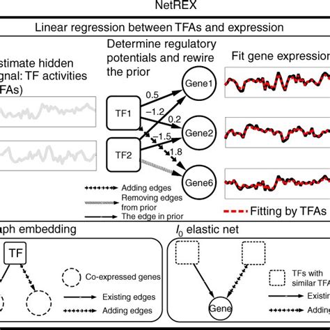 Schematic Outline Of Netrex Using A Simulated Example With 3 Tfs 6 Download Scientific Diagram