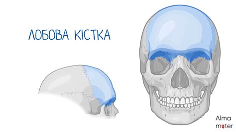 Лобова кістка Остеологія Youtube