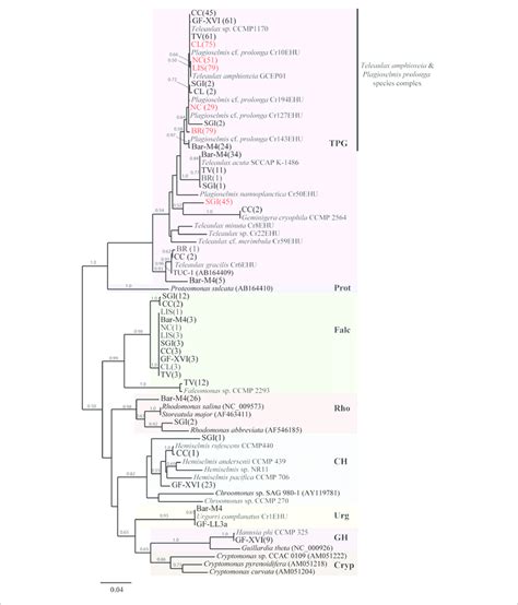A Maximum Likelihood Phylogeny Of Cryptophytes Using Partial Plastid Download Scientific