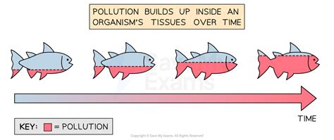 Bioaccumulation Diagram Bioaccumulation And Eutrophication How Are
