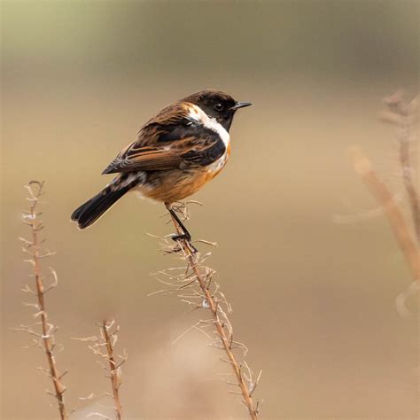 Stonechat Male Stonechat Male Forvie National Nature… Flickr