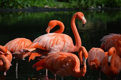 Pink Pelican To Stand Water Free Photo On Pixabay Pixabay