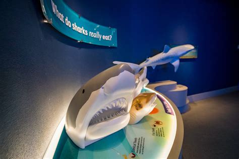 Aquarium Sharks