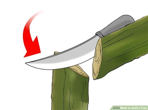 5 Ways To Graft A Tree WikiHow