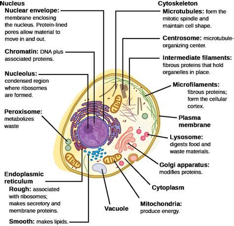 cell structure with labels ygraph