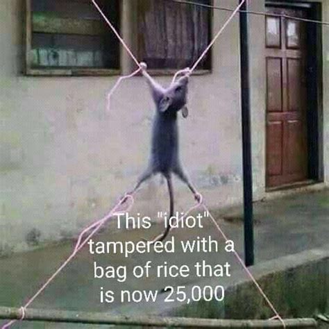 Moment A Python Regurgitates Huge Monitor Lizard In Thailand Photos Foreign Affairs Nigeria