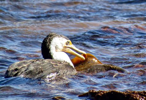 Bird Bites Stingray Stingray Impales Bird Bird Survives Just Another
