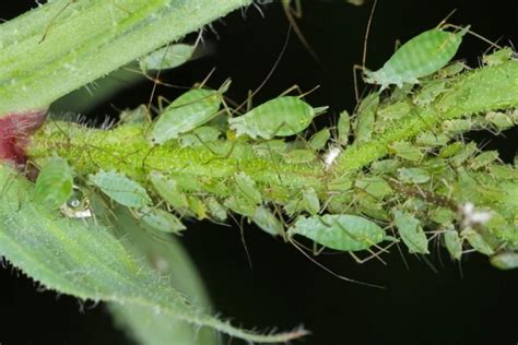 Aphids Appearance Origin In The Profile