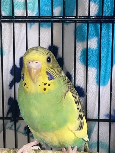 New Budgie Gender Rbudgies