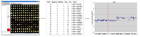 2 bac array based comparative genomic hybridization image and data