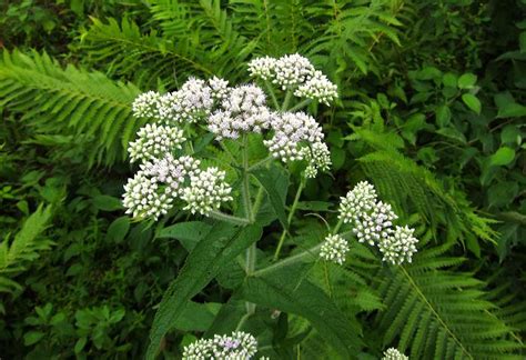 Boneset Eupatorium Perfoliatum From New England Wild Flower Society