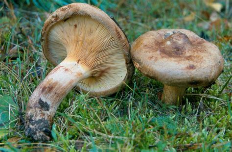 Грибы свинухи: +25 фото и описание, съедобные или нет и сколько варить?