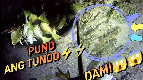 Night Spearfishing Philippines Ep26 Tulugan Ng Danggit