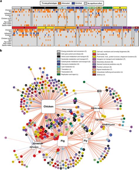 Identification Of Conditional Essential Genes In C Jejuni A Effect Download Scientific