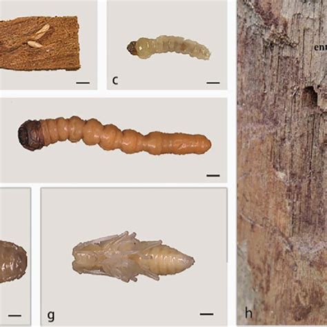 Monochamus Saltuarius Development Process Egg Laying Slit A Egg