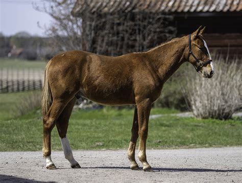 Magic Red Menhammar Onlinesales