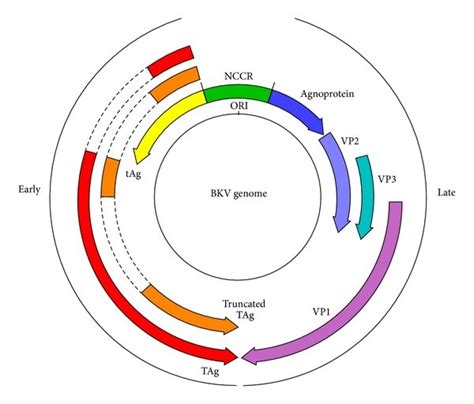 Schematic Diagram Illustrating The Organisation Of The Dsdna Genome Of Download Scientific
