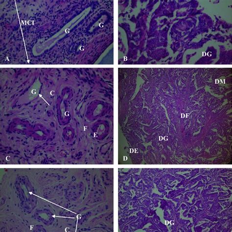 Histopathological Views Of All Extracts Treated Groups A Control