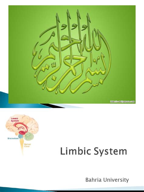 Limbic System Reticular Formation 22102024 122142am Pdf Limbic