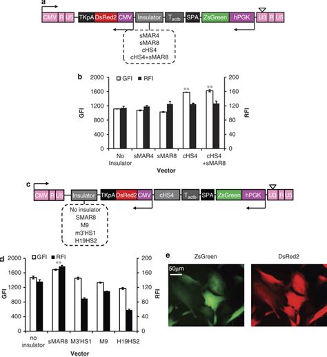Insulator Sequences Reduced Promoter Interference And Enhanced Gene