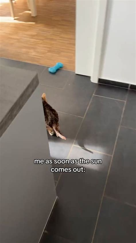 Francis Doesnt Run He Walks In Style Rholdmycatnip