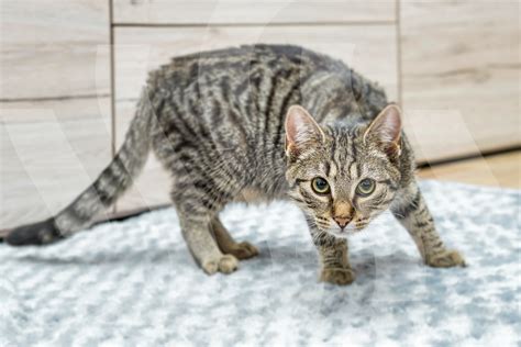 Stalking Cat Stalking Cat