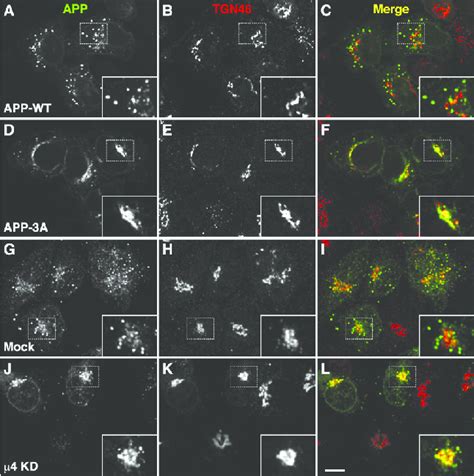 Redistribution Of App From Endosomes To The Tgn Upon Disruption Of Its Download Scientific