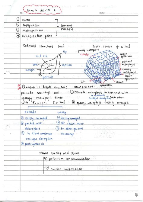 Solution Leaf Structure And Function Studypool