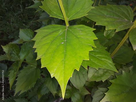 Hibiscus Leaf Is Not Only Medicinal But Also Used In Many Forms
