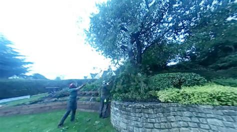 Honey Fungus Tree Maintenance Ltd