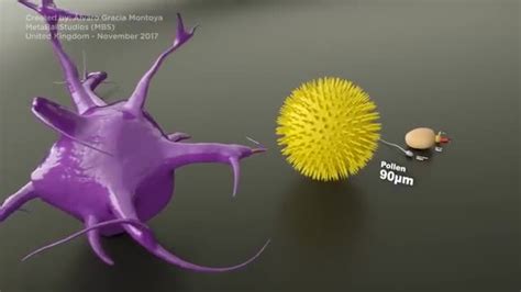 MICROORGANISMS Size Comparison D