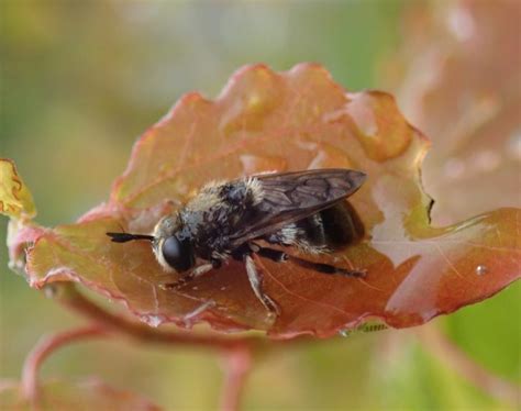 Scarce Hoverfly Spotted In Strathspey Press And Journal