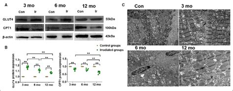 Myocardial Metabolic Substrate Remodeling Induced Increase Of 18 F Fdg