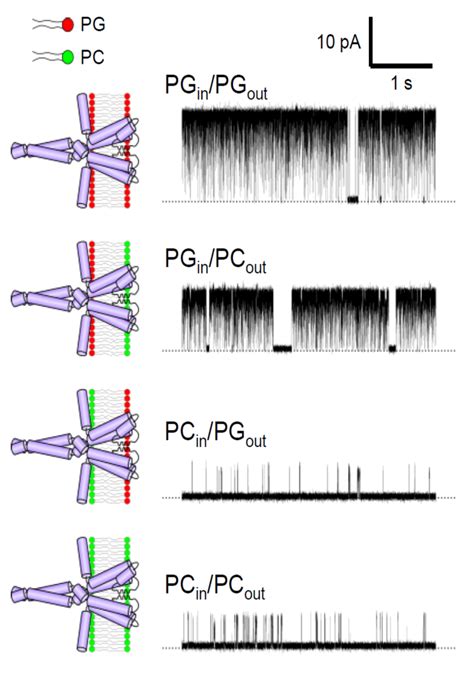 Lipid Bilayer Experiments With Contact Bubble Bilayers For Patch Clampers