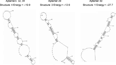 Predicted Secondary Structures Of The Full Length Of Aptamers 29 30