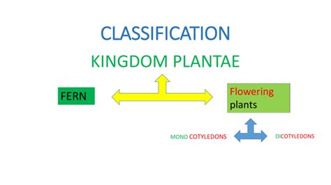 Monocots Vs Dicots Plant Classification