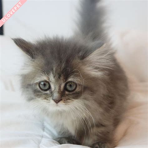 페르시안분양 여아 299000 말티푸성격 단모치와와분양 아기강아지 수원고양이무료분양 시바견분양가 아비시니안고양이 말티즈수명 부천강아지분양 고양이분양 강아지분양 유럽팻 착한입양