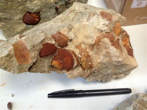 Image Member Collections The Fossil Forum