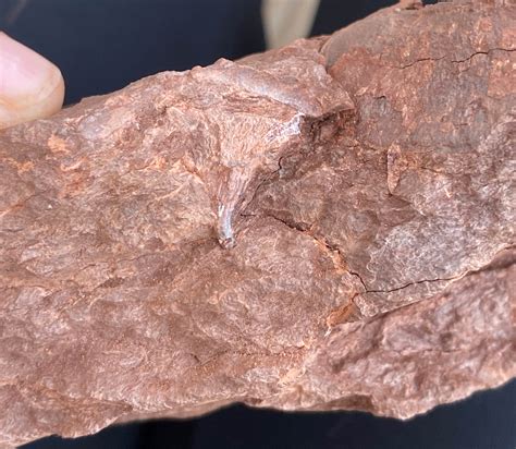 Devonian Placoderm Fossil Id The Fossil Forum