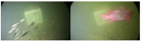 Lightweight Underwater Object Detection Based On YOLO V And Multi Scale Attentional Feature Fusion