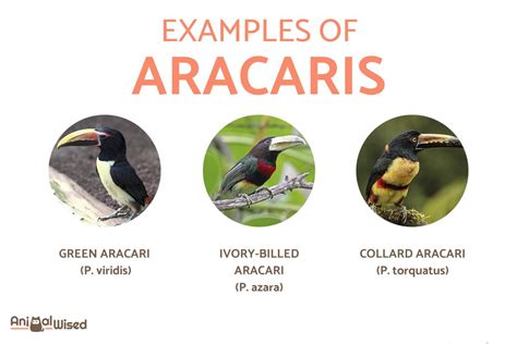 Types Of Toucans Different Toucan Species With Photos