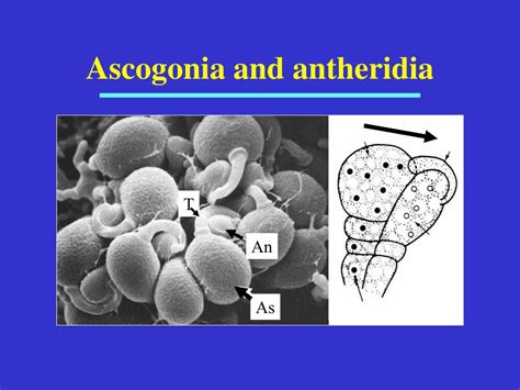 Ppt Dikaryomycota Powerpoint Presentation Free Download Id841134