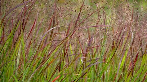 How To Plant Grow And Care For Switchgrass Complete Guide