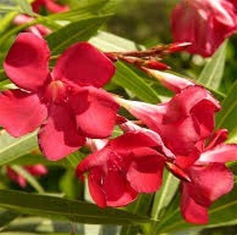 Dwarf Red Oleander Star Nursery Garden And Rock Centers