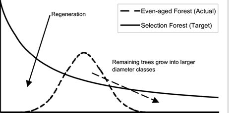 Schematic Representation Of The Effect On The Diameter Distribution Of