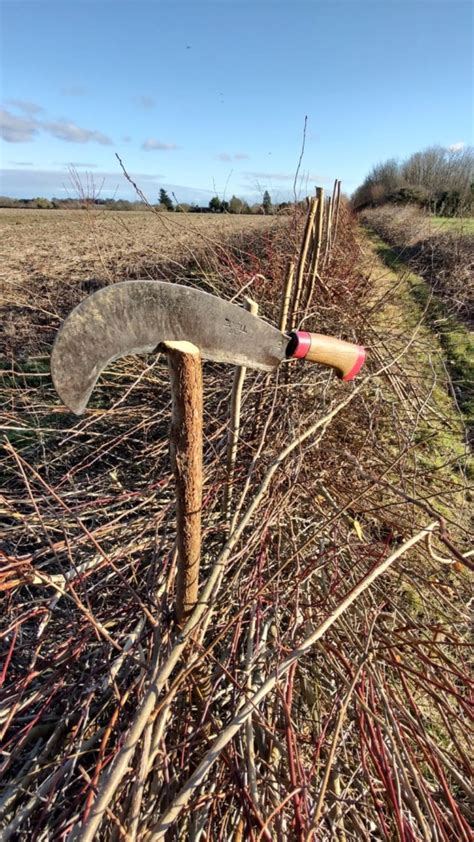Hedge Laying Rural Courses