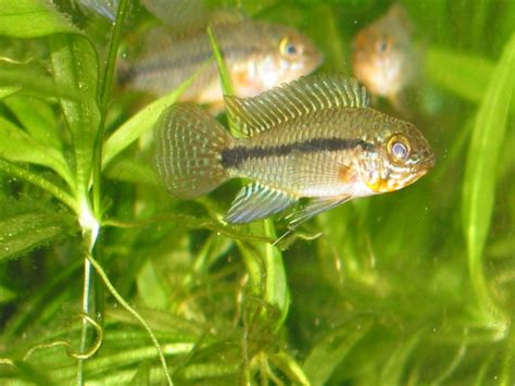 Apistogramma Commbrae A Small And Peaceful Dwarf Cichlid