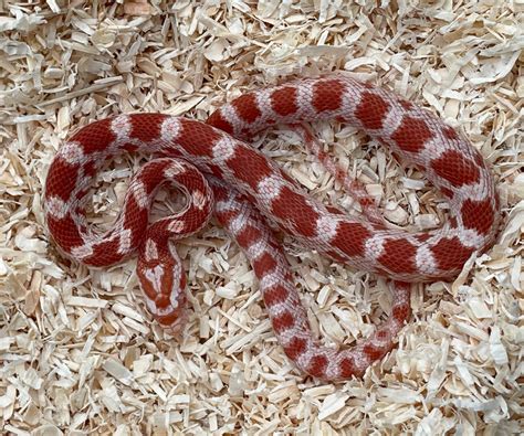 Candy Cane Corn Snake Corn Snake Wikipedia