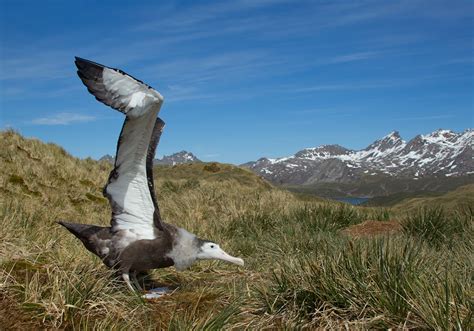 Can Seabirds Hear Their Way Across The Ocean Our Research Suggests So