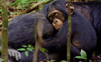 Monkey GIF Find Share On GIPHY